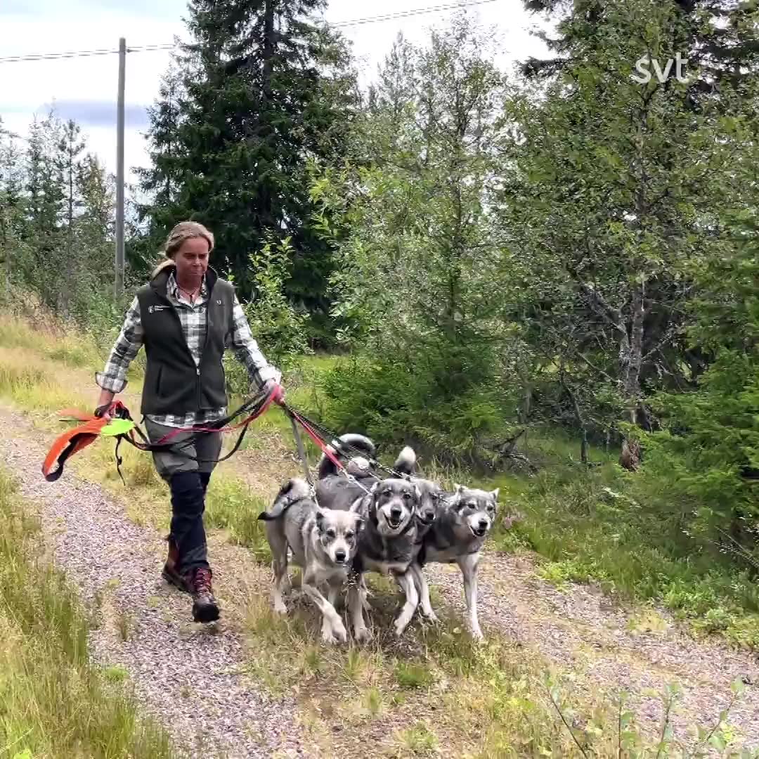 Lisa i Trandstrand redo för björnjakten – och inspirerar fler kvinnor ...